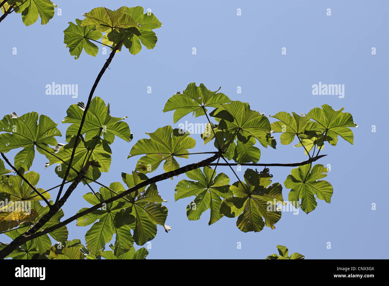 Cecropia tree hi-res stock photography and images - Alamy