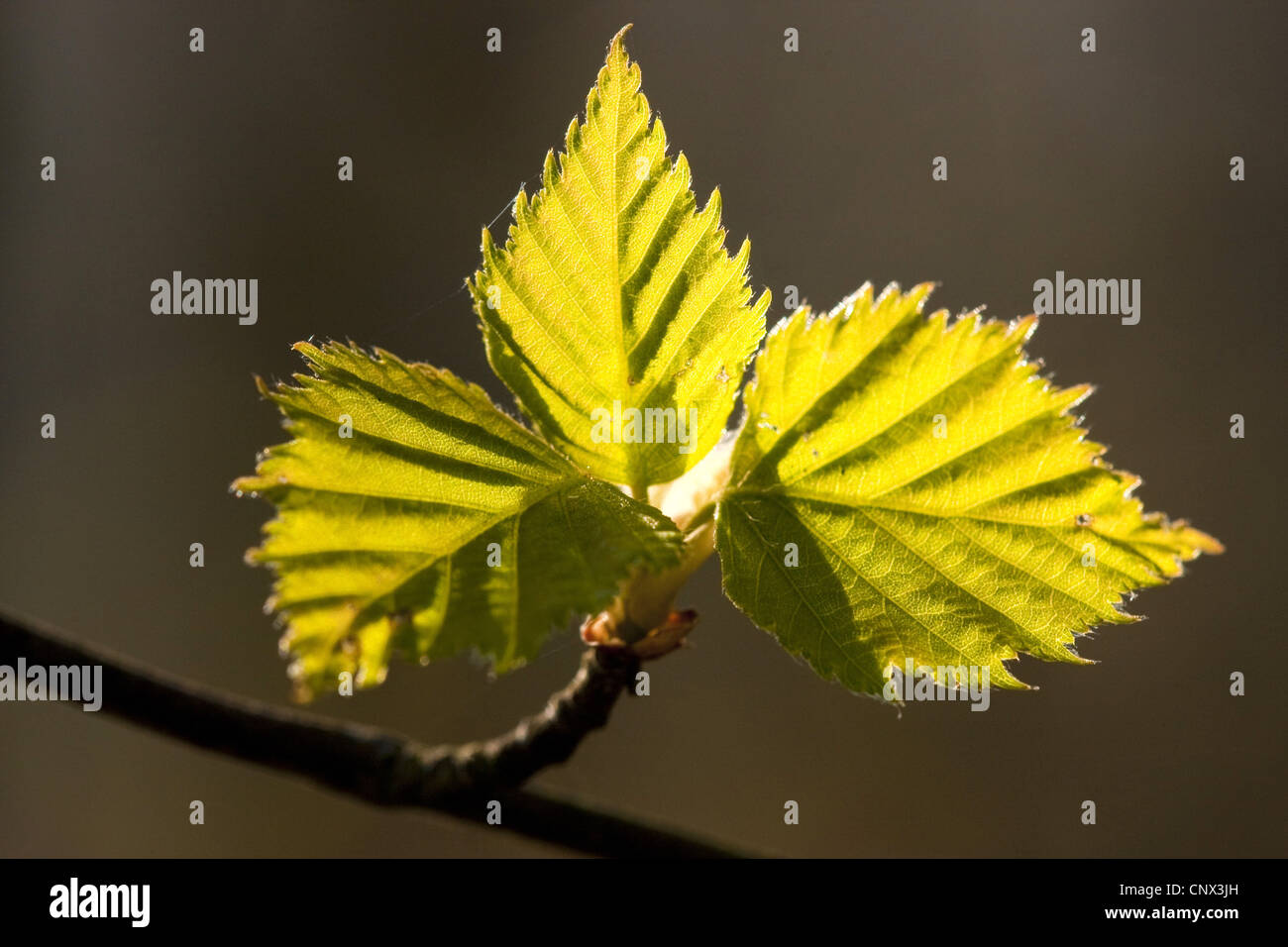 common birch, silver birch, European white birch, white birch (Betula ...