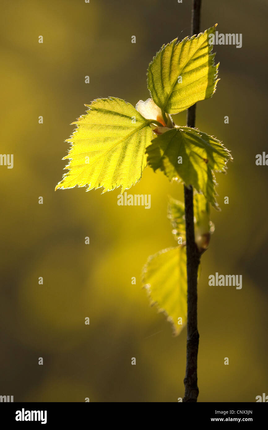 common birch, silver birch, European white birch, white birch (Betula ...