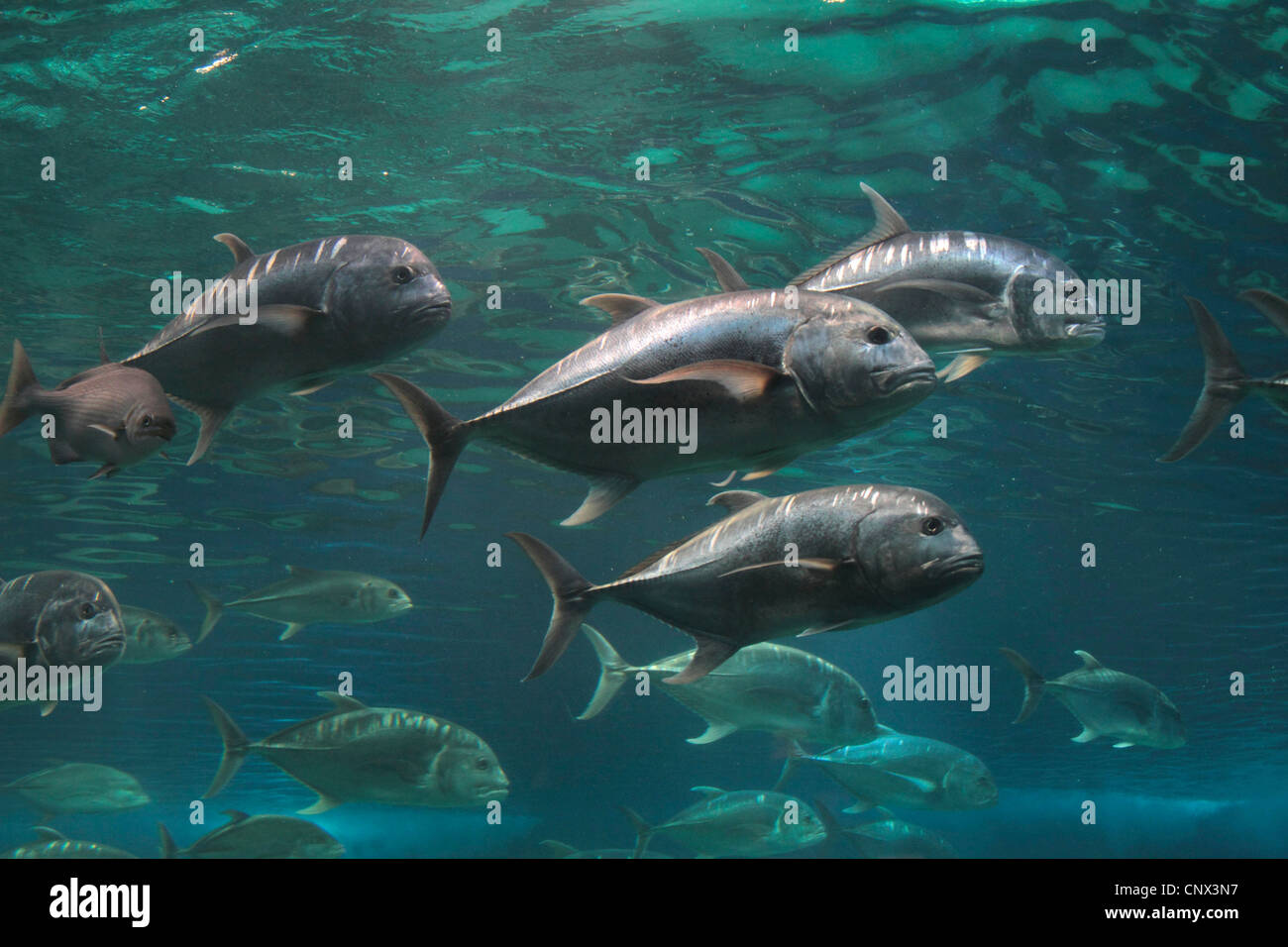 giant trevally, giant kingfish, lowly trevally, barrier trevally ...