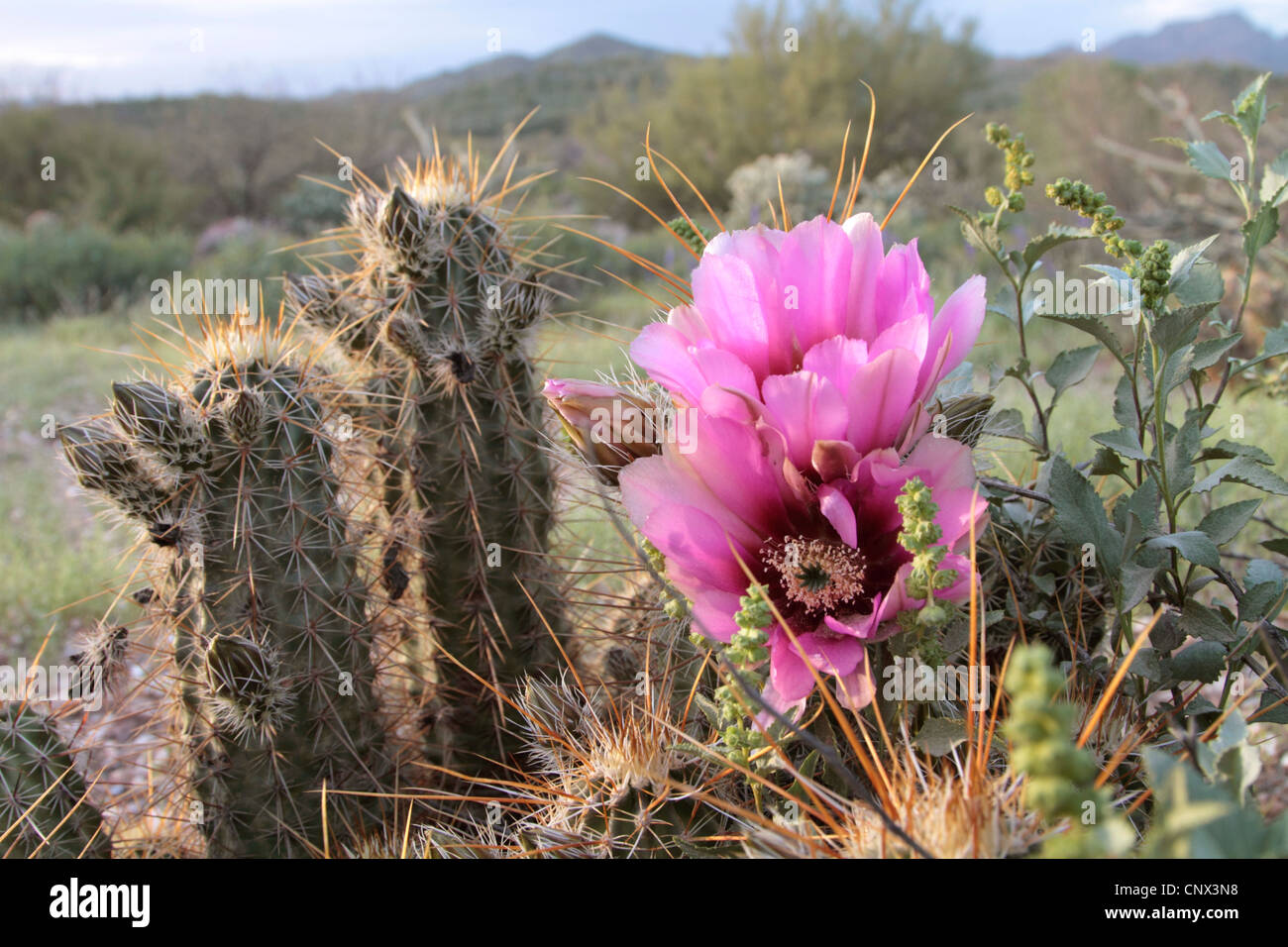 Strawberry Cactus (Echinocereus engelmannii), blooming, USA, Arizona ...