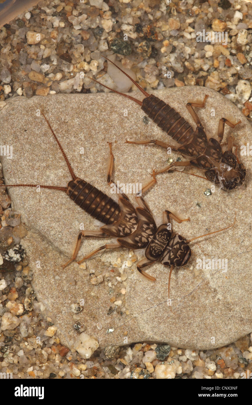 Dinocras cephalotes (Dinocras cephalotes), larva and exuvia sitting on ...