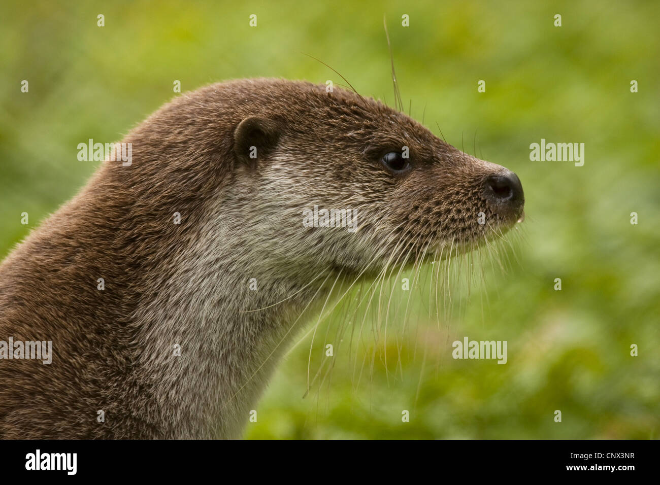 European river otter, European Otter, Eurasian Otter (Lutra lutra ...