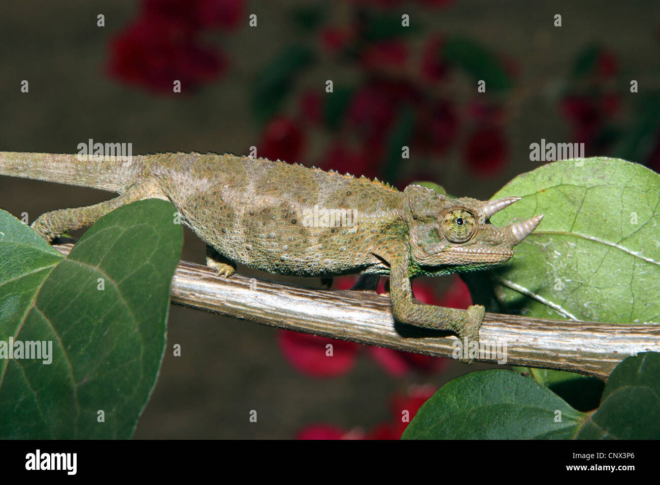 Jackson's chameleon, Jackson's three-horned chameleon (Chamaeleo jacksoni, Chamaeleo jacksonii ...
