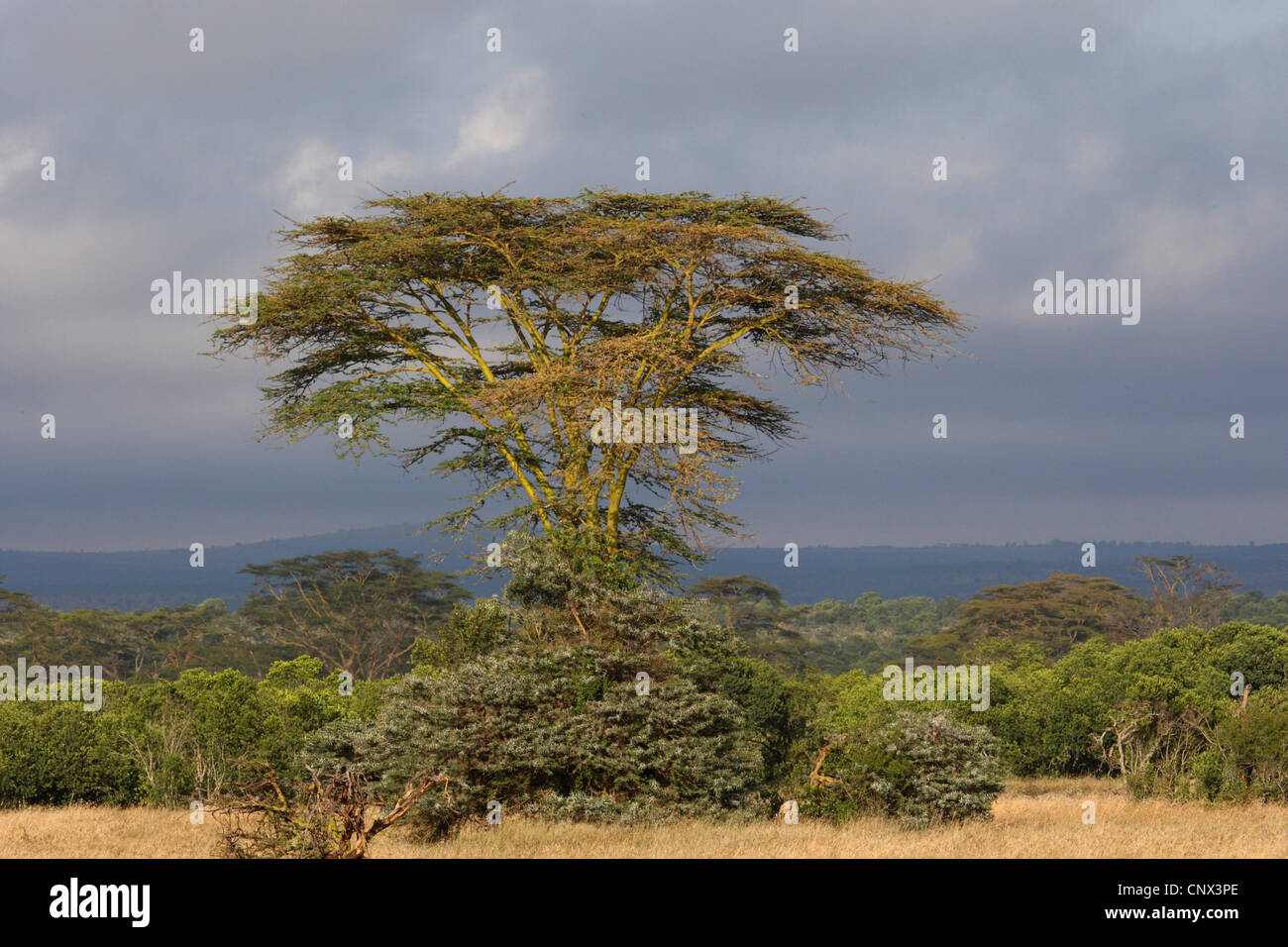 Umbrella thorn acacia hi-res stock photography and images - Alamy