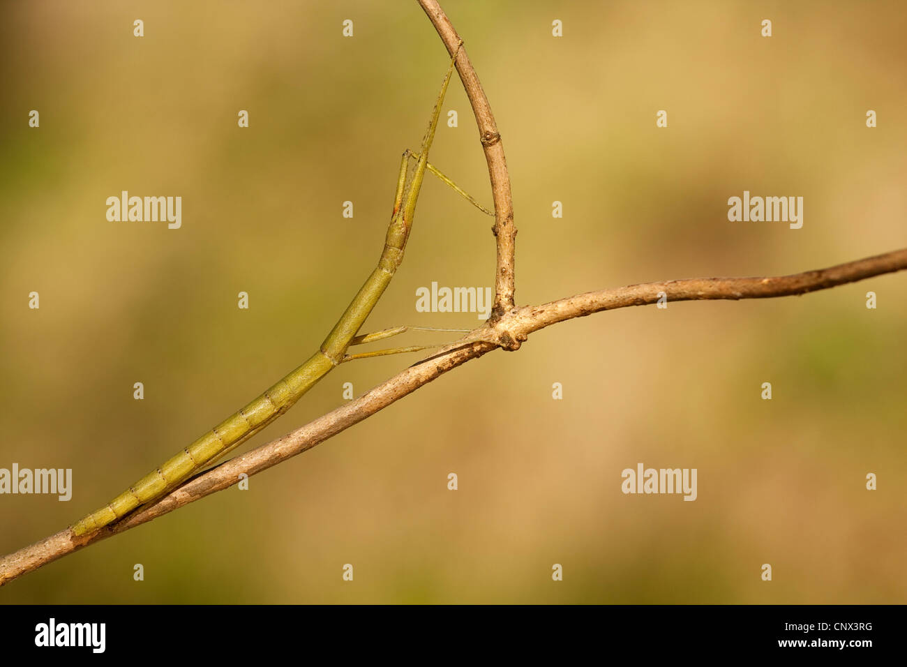 Indian stick insect, laboratory stick insect (Carausius morosus), mal ...