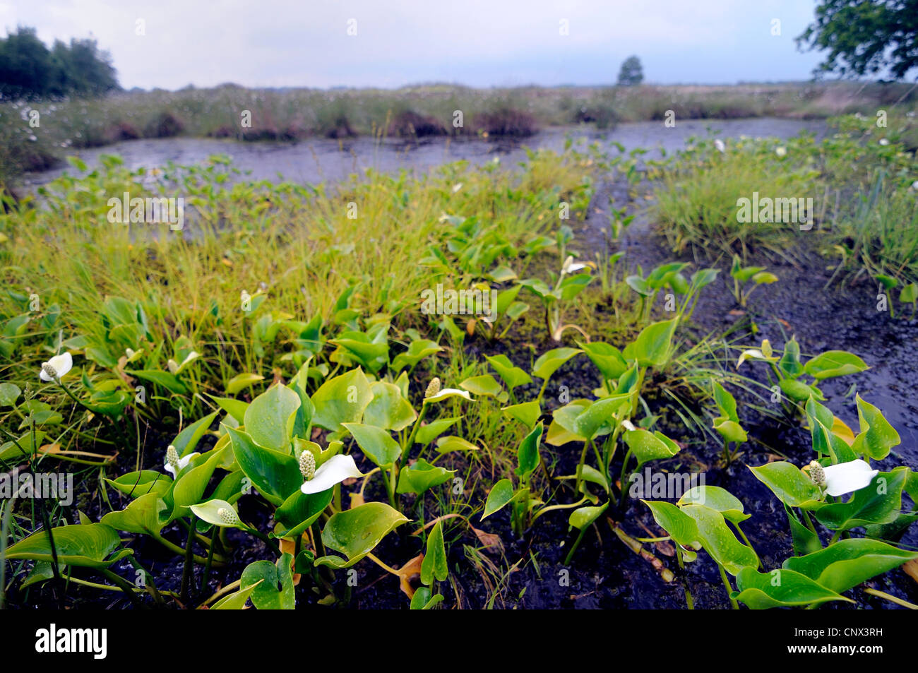 bog arum, wild calla (Calla palustris), blooming at mire border ...