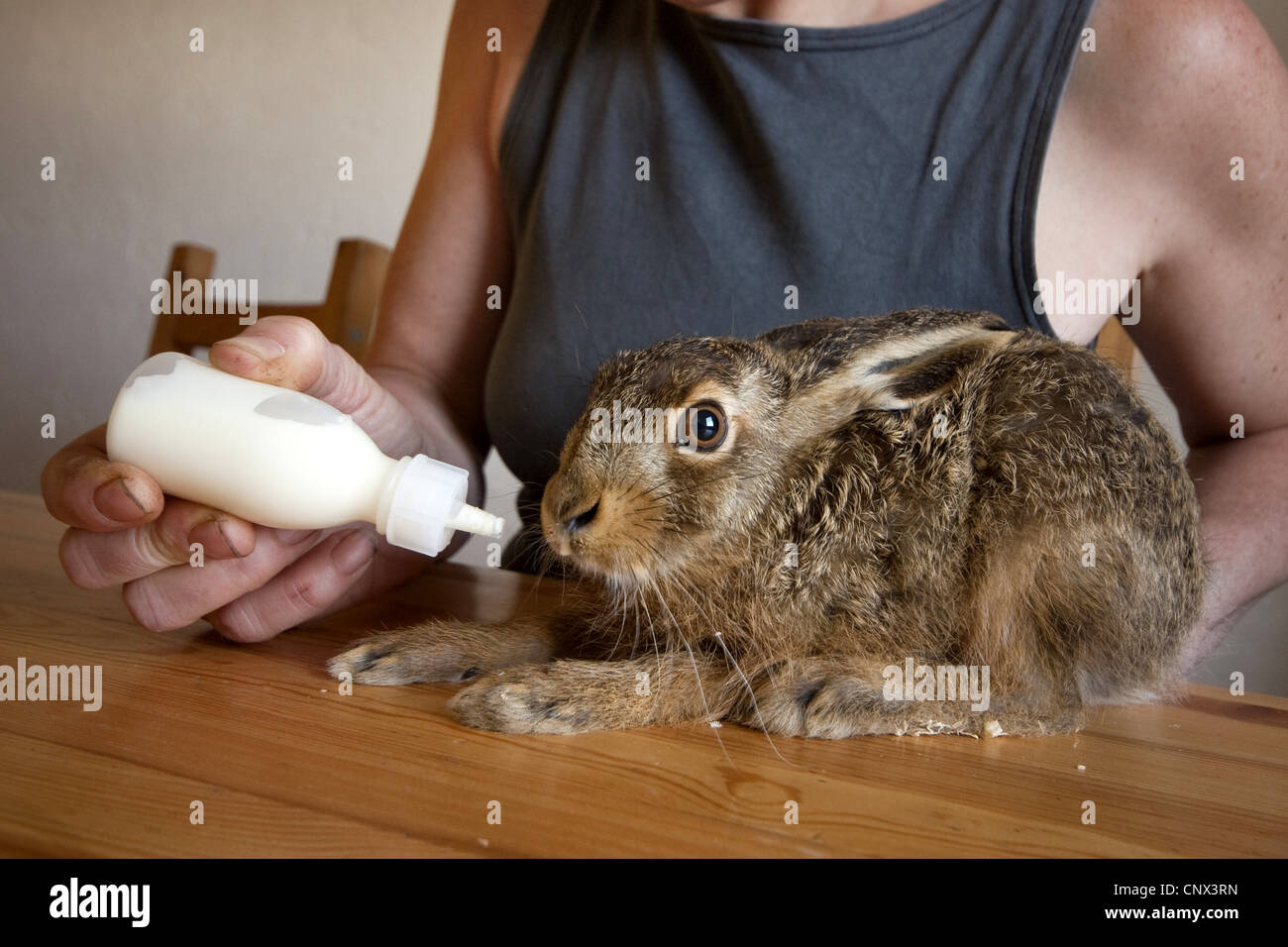 Human hare hi-res stock photography and images - Alamy