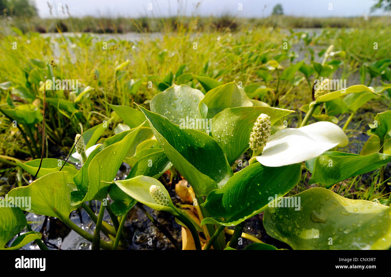 bog arum, wild calla (Calla palustris), blooming at mire border ...