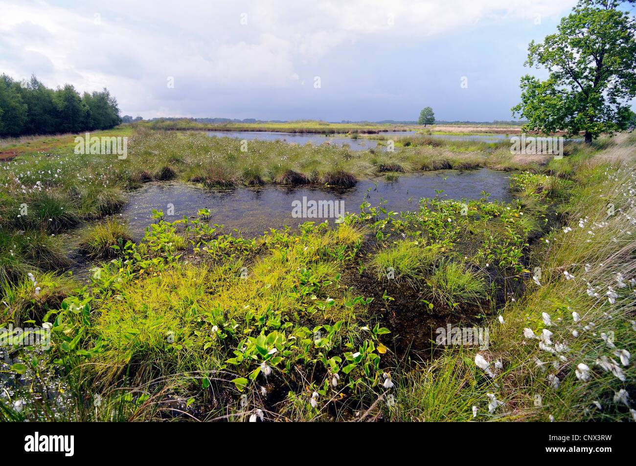 bog arum, wild calla (Calla palustris), blooming at mire border ...