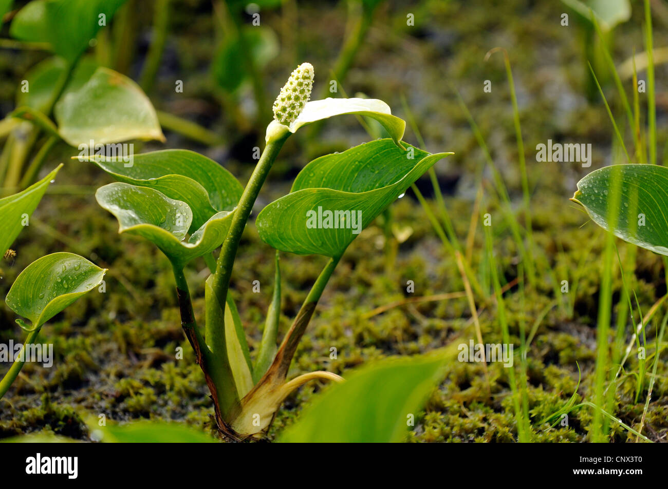 bog arum, wild calla (Calla palustris), blooming at mire border ...