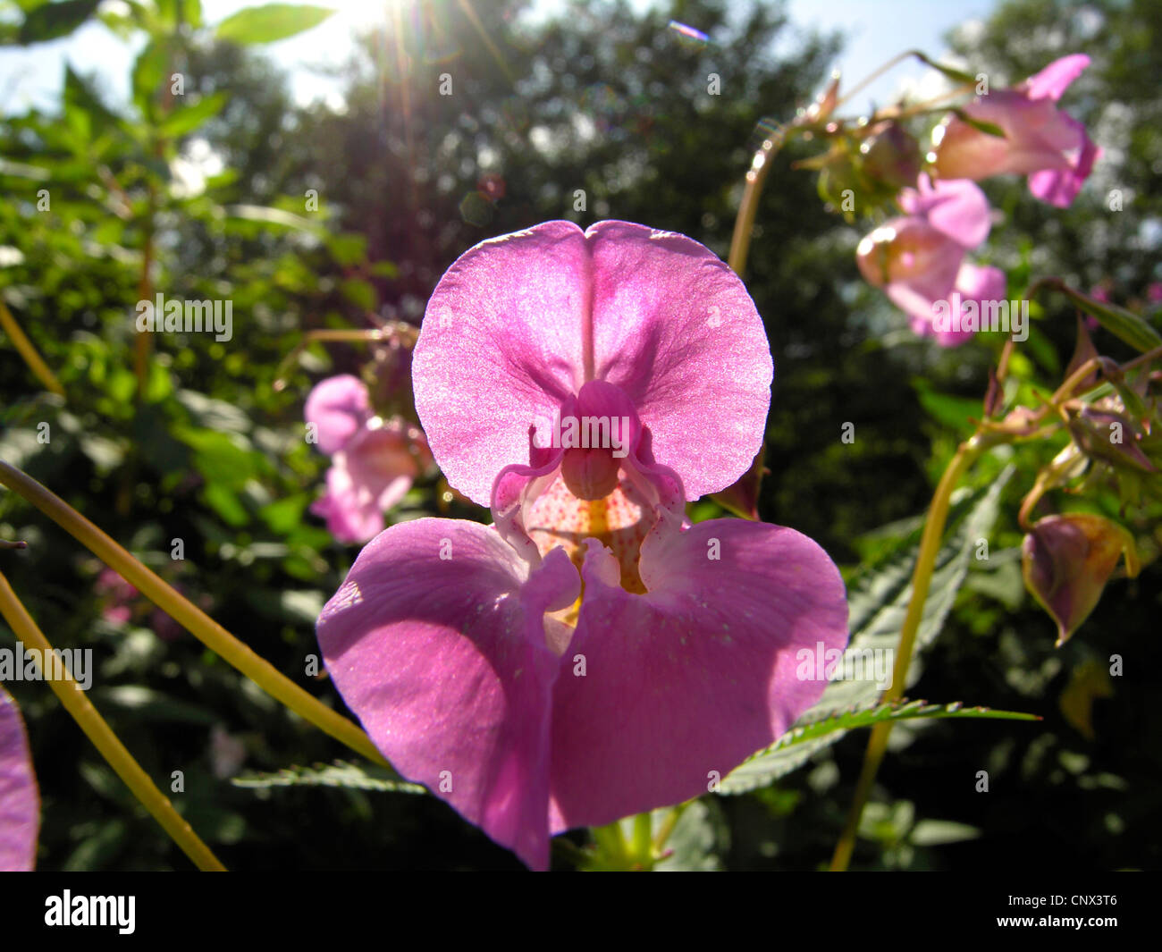 Himalayan balsam, Indian balsam, red jewelweed, ornamental jewelweed ...