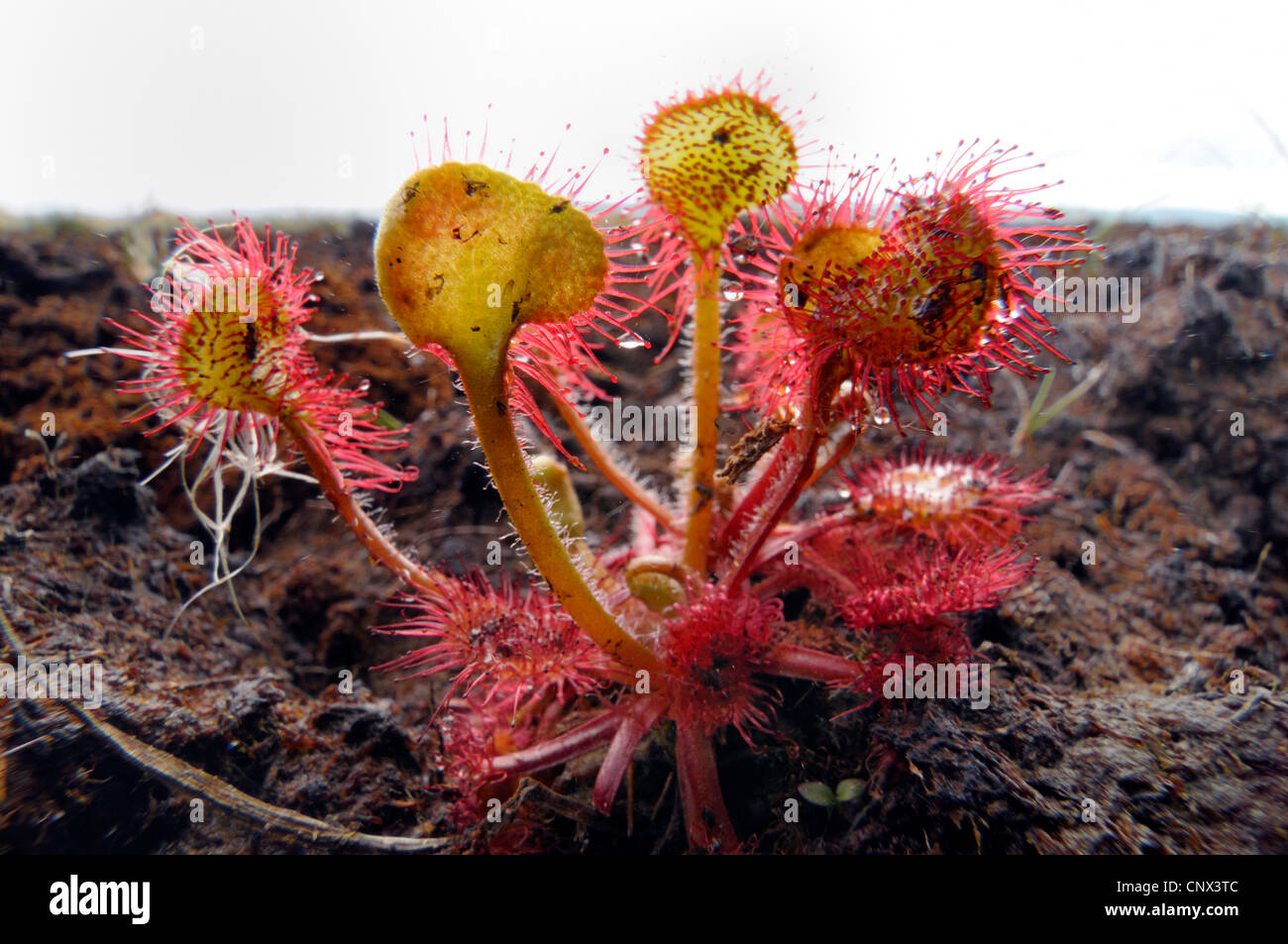 round-leaved sundew, roundleaf sundew (Drosera rotundifolia), in ...