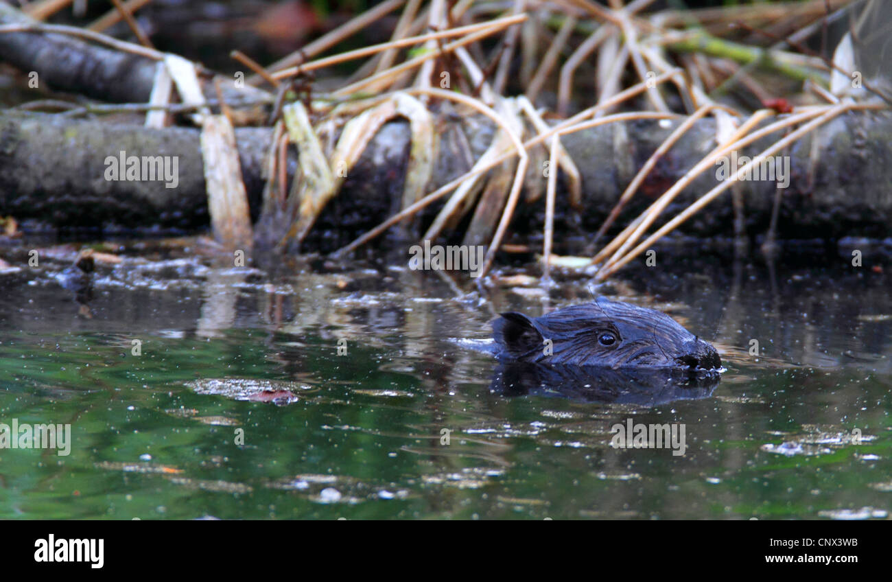 Castor fiber portrait hi-res stock photography and images - Alamy