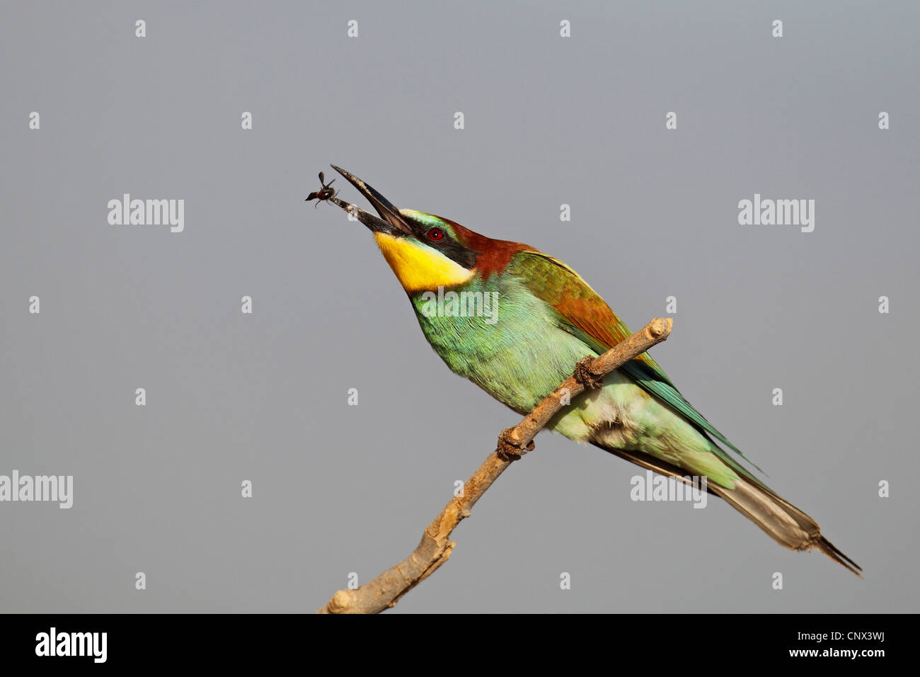 Lesbos greece bee eater hi-res stock photography and images - Alamy