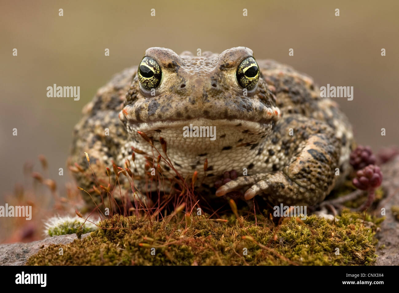 natterjack toad, natterjack, British toad (Bufo calamita), sitting on ...