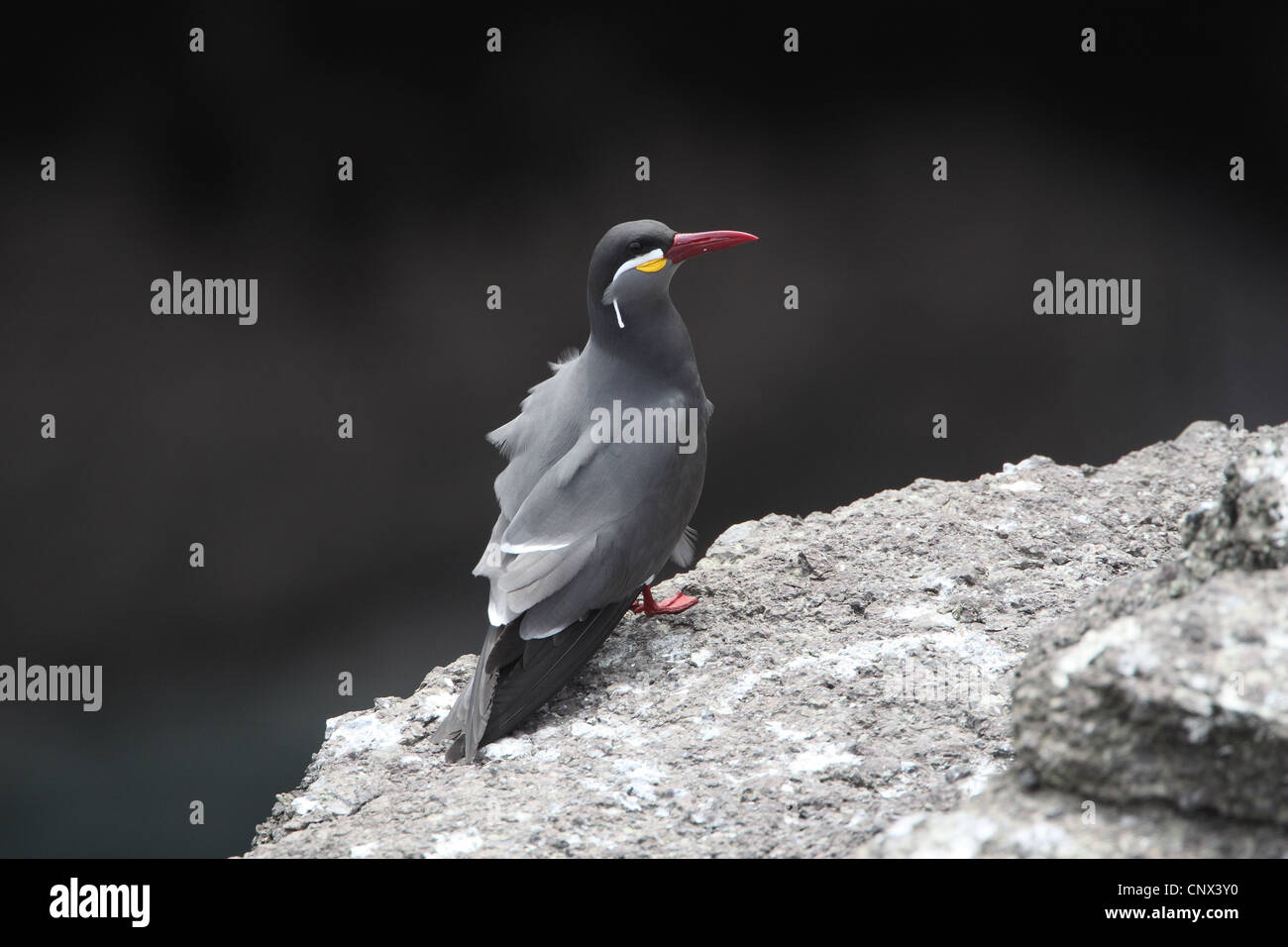 Larosterna hi-res stock photography and images - Alamy