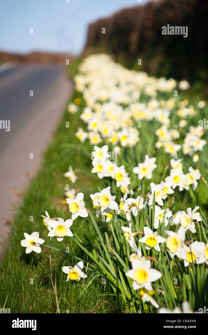 Mass of daffodils in the verge along the old A30 in Devon, in the ...