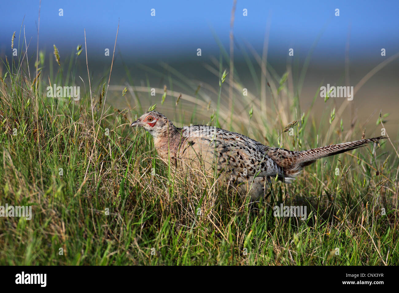common pheasant, Caucasus Pheasant, Caucasian Pheasant (Phasianus ...