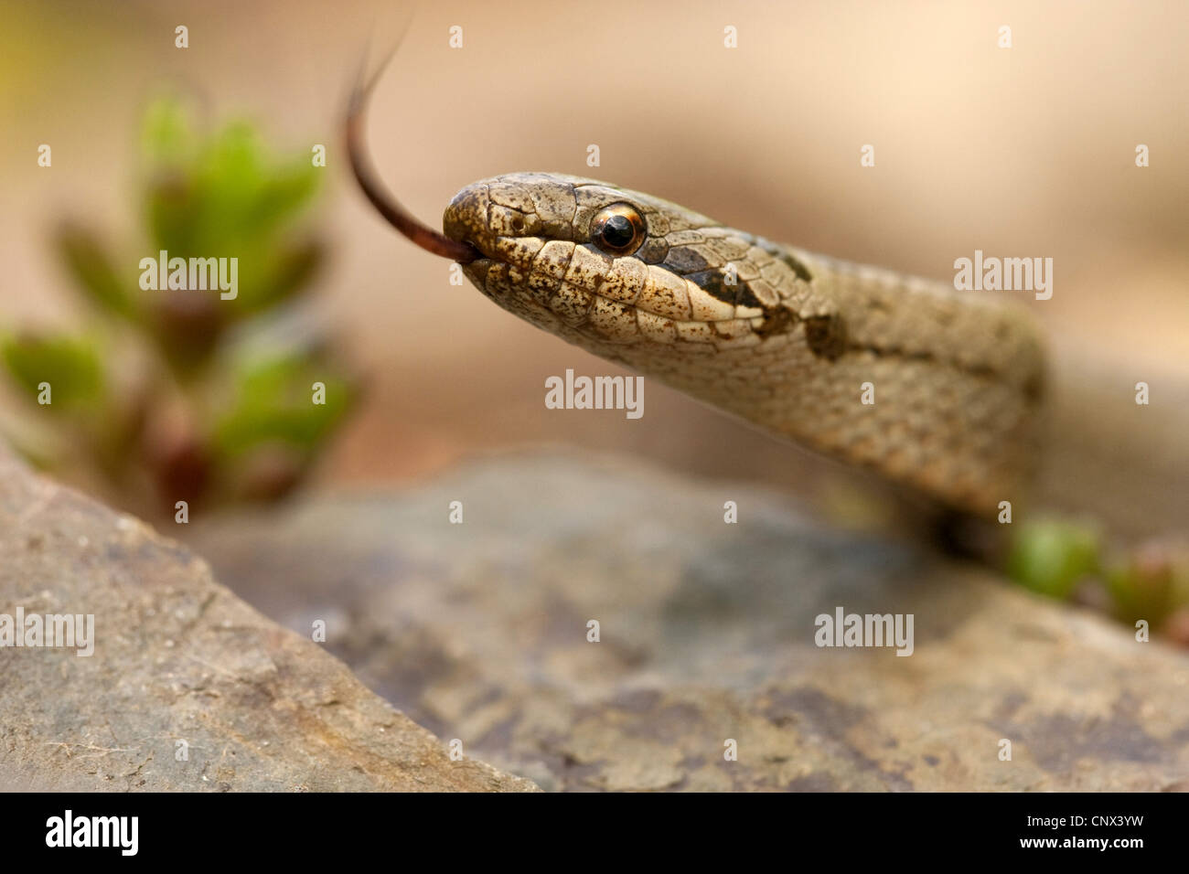 Coronella austriaca germany hi-res stock photography and images - Alamy
