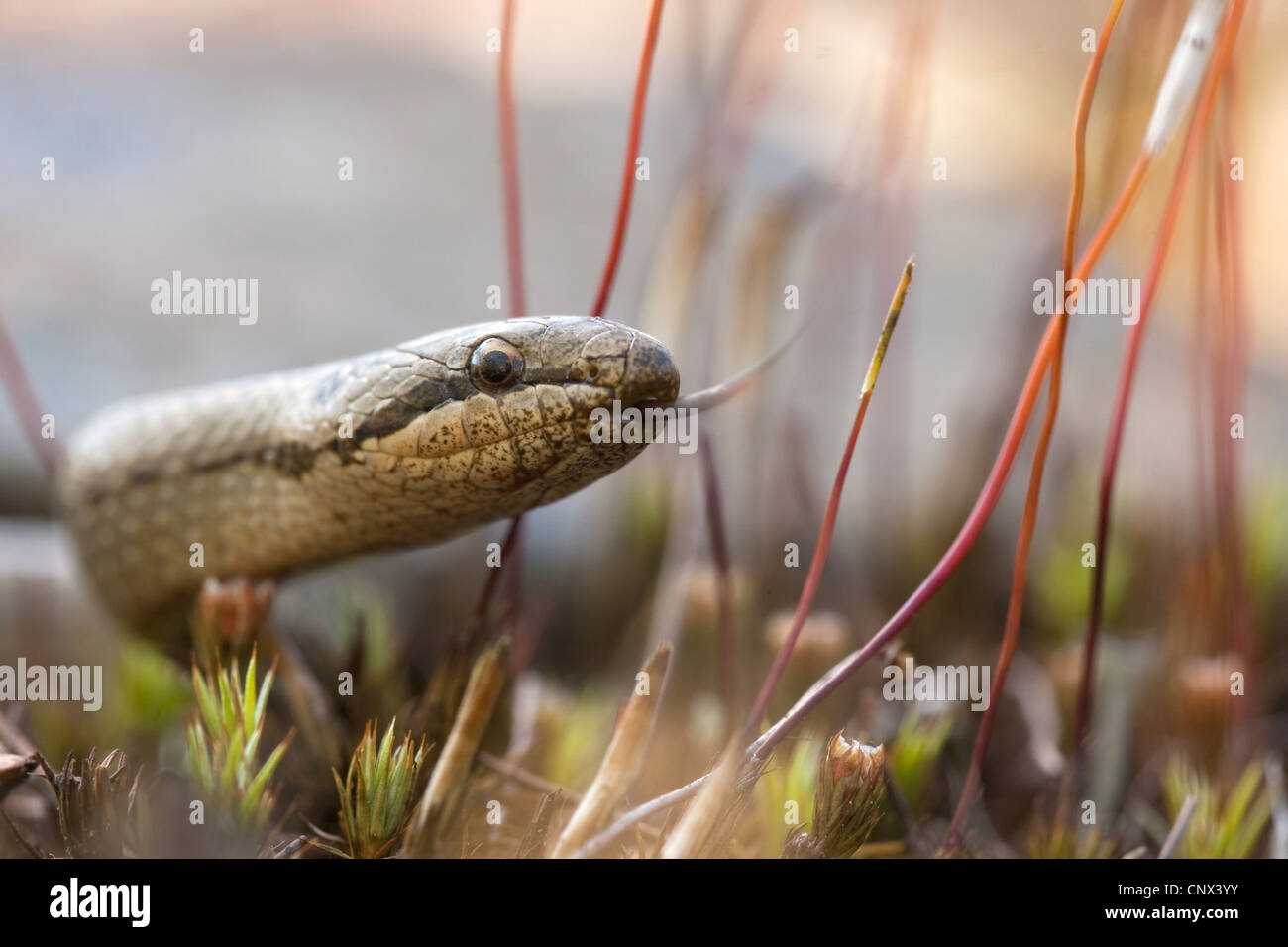 Coronella austriaca germany hi-res stock photography and images - Alamy