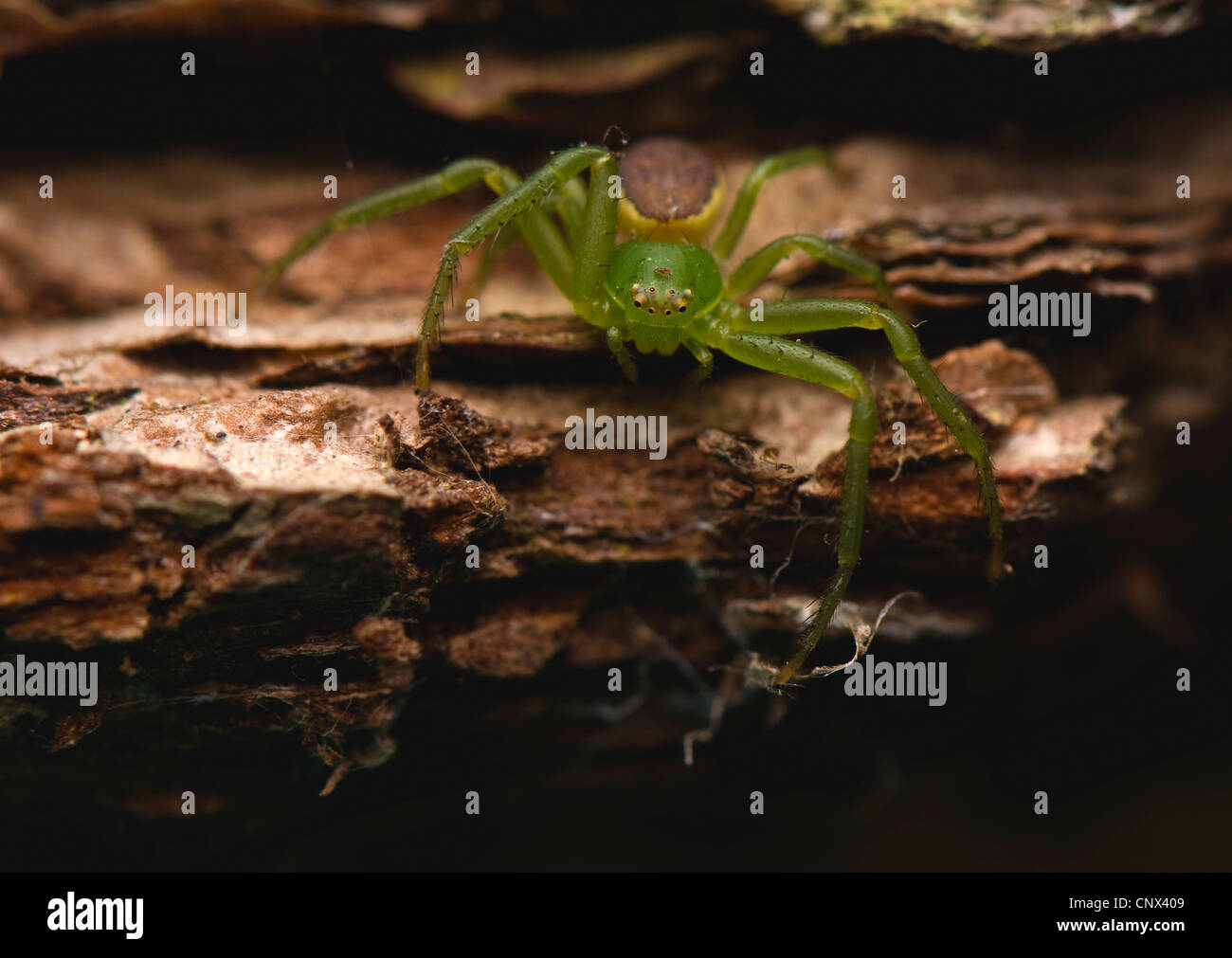 Diaea dorsata spider predator nice green eyes legs killer wildlife ...