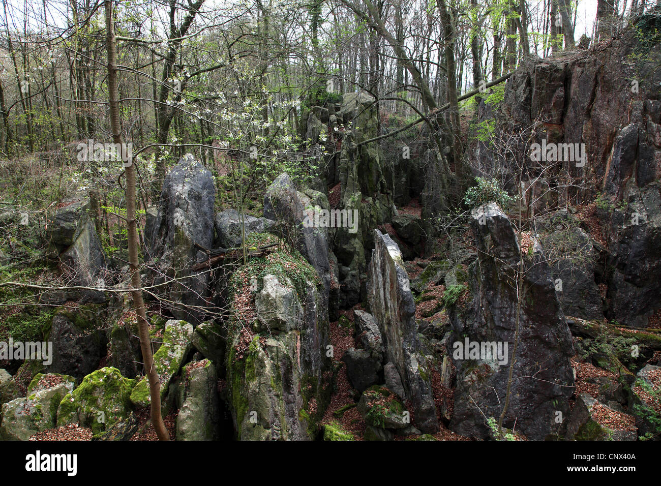 nature reserve Felsenmeer, Germany, North Rhine-Westphalia, NSG ...