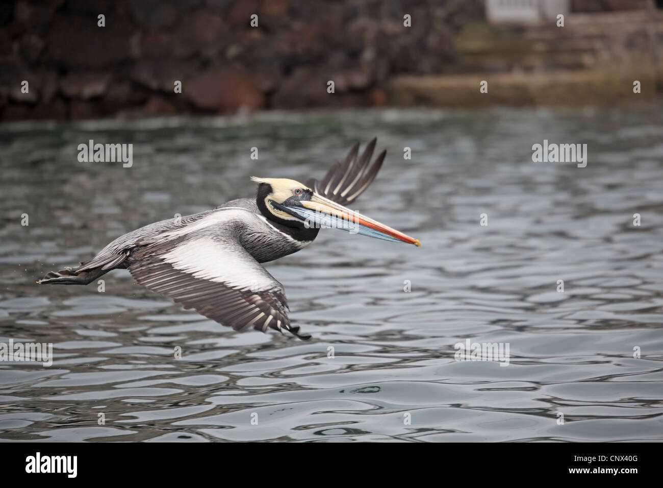 Peruvian Pelican, Pelecanus thagus, in flight over water Stock Photo ...