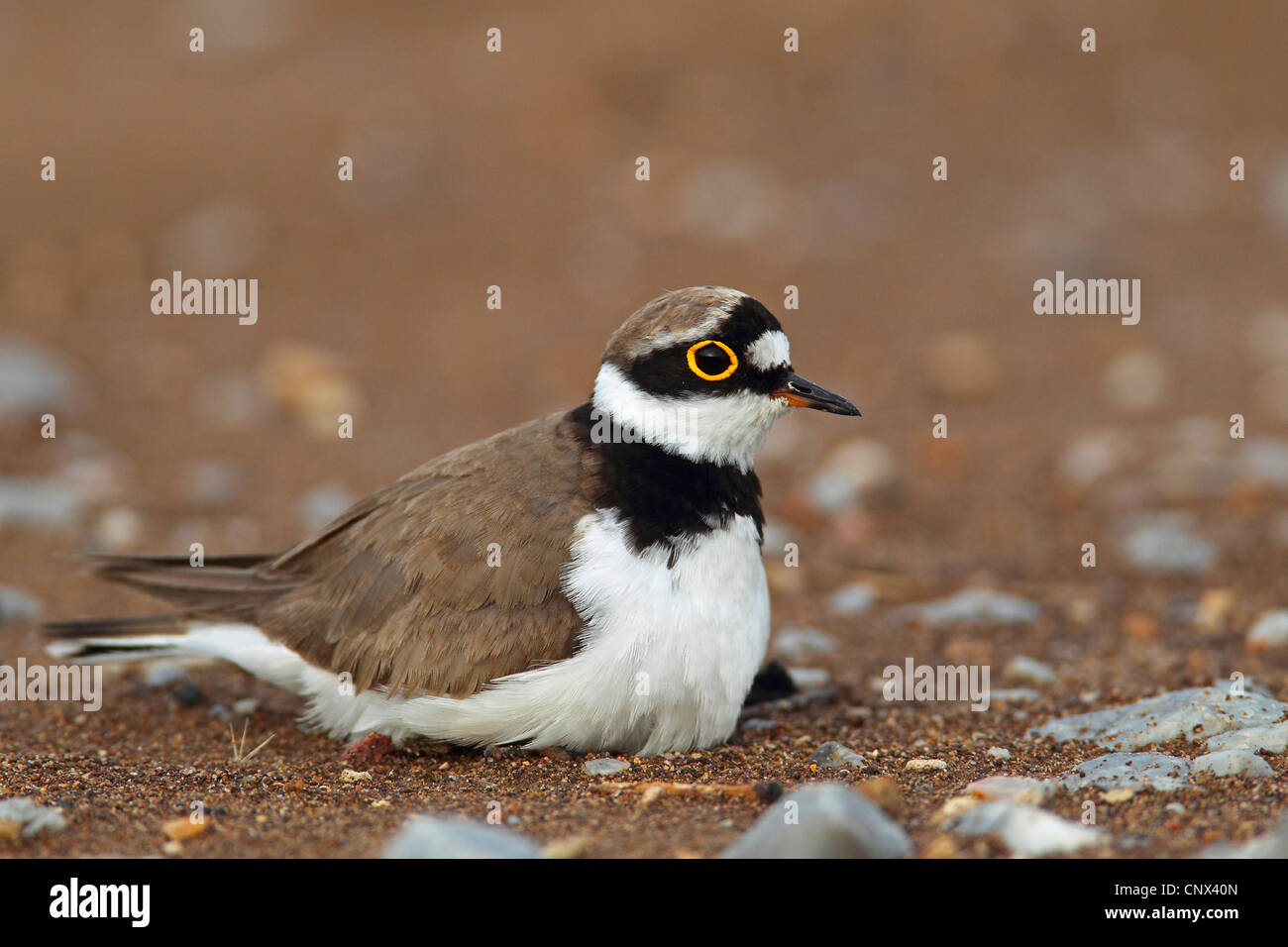 little ringed plover (Charadrius dubius), female brooded a chick ...