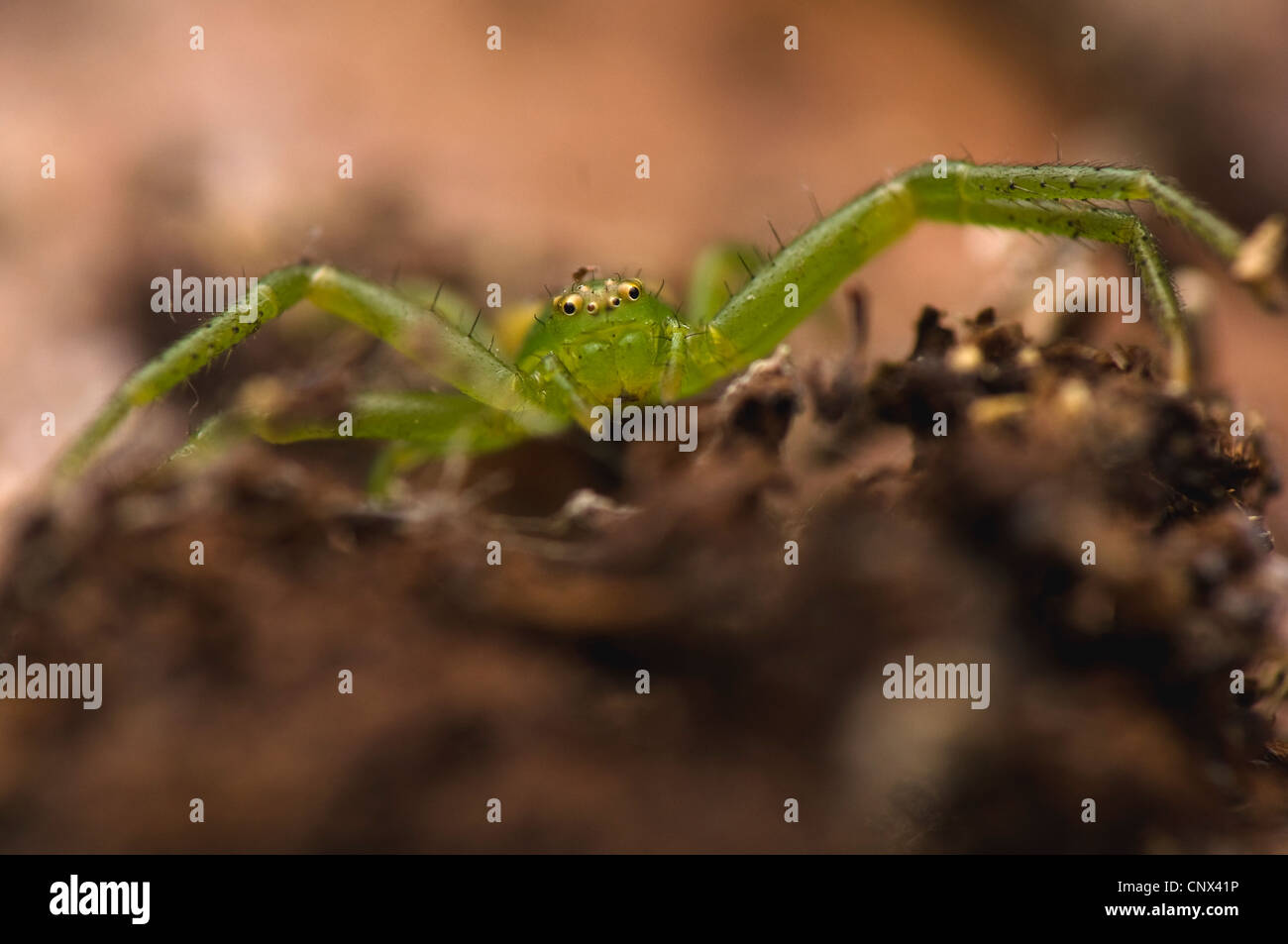 Diaea Dorsata High Resolution Stock Photography and Images - Alamy