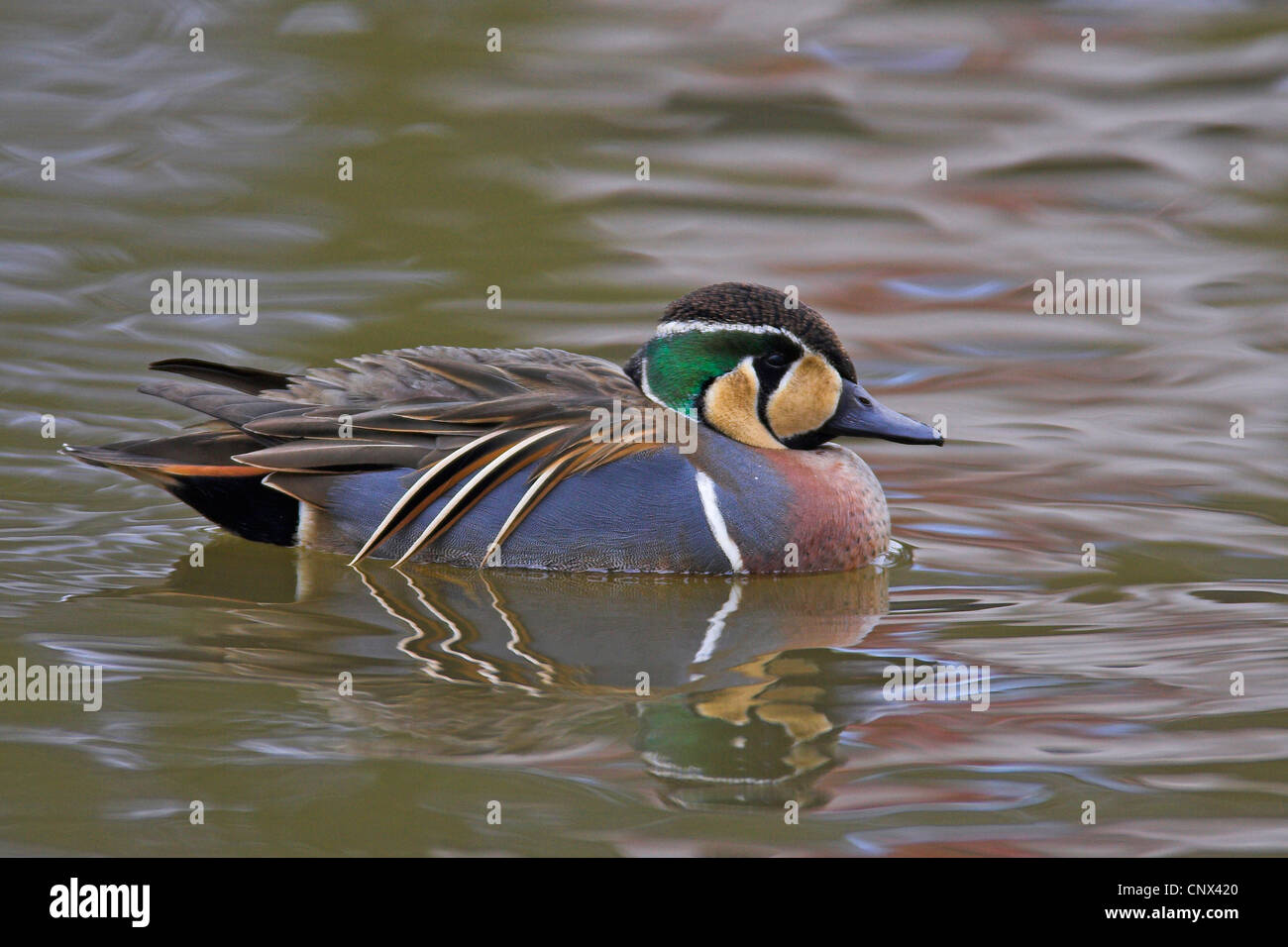 Baikal teal anas formosa hi-res stock photography and images - Alamy