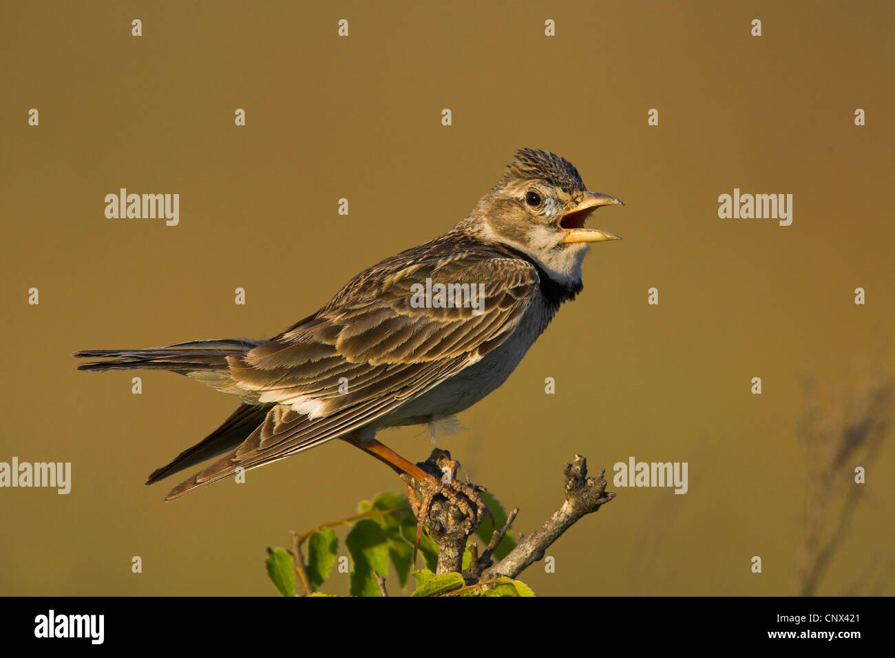 calandra lark (Melanocorypha calandra), male singing, Bulgaria, Kap ...