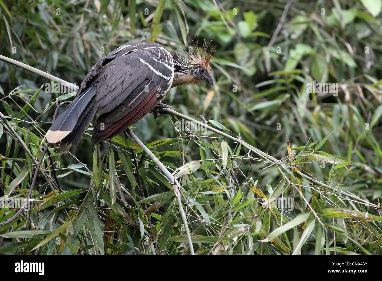Hoatzin, Ophistocomis hoazin Stock Photo - Alamy