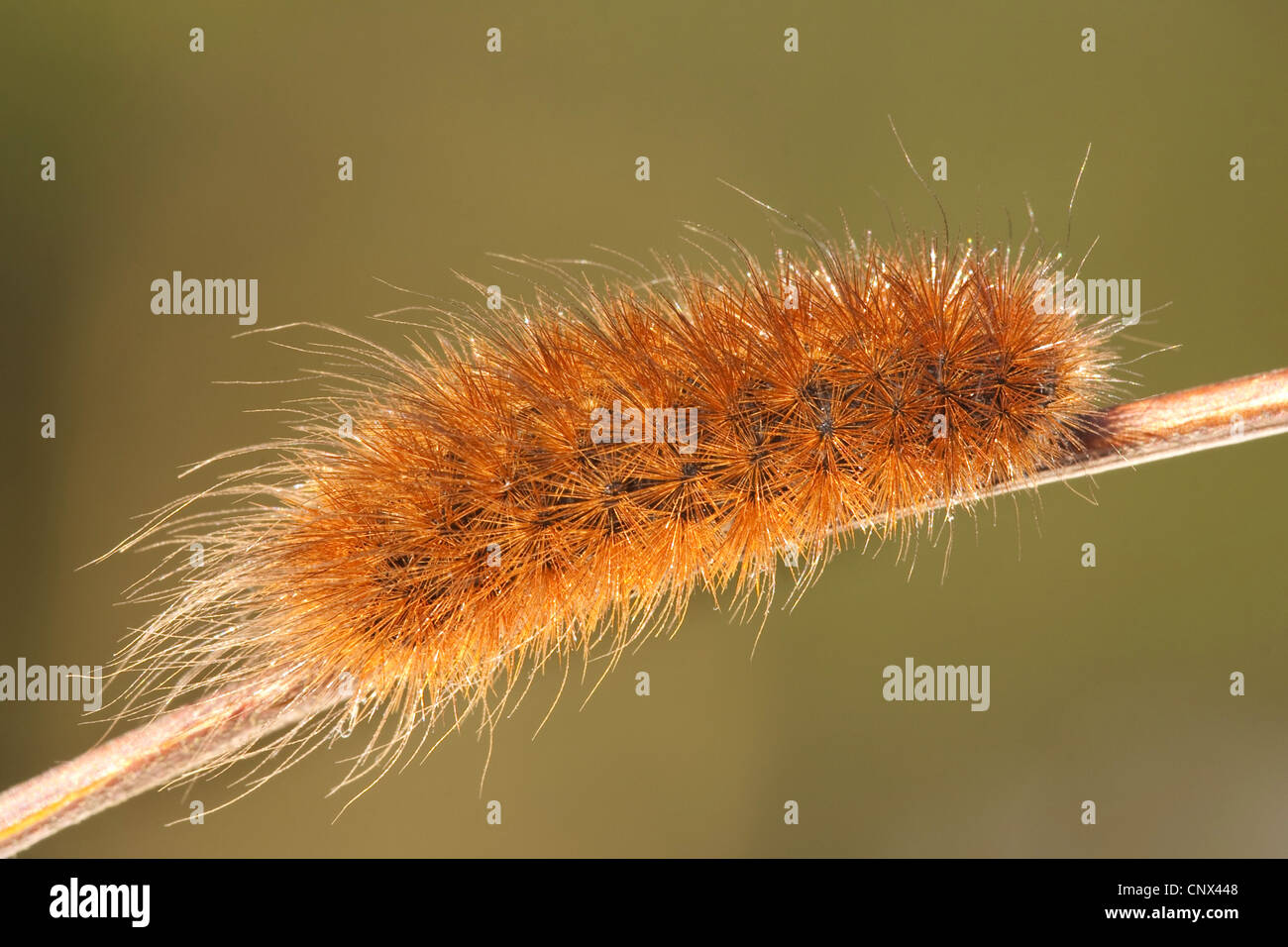 Ruby tiger moth caterpillar hi-res stock photography and images - Alamy