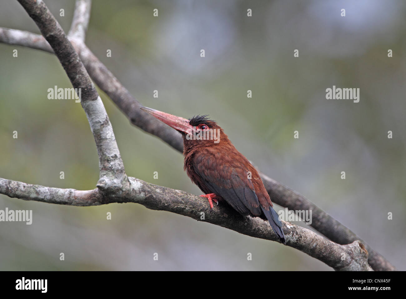 Chestnut jacamar hi-res stock photography and images - Alamy