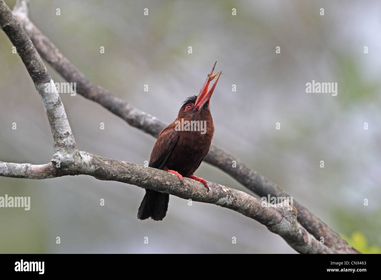 Purus peru hi-res stock photography and images - Alamy