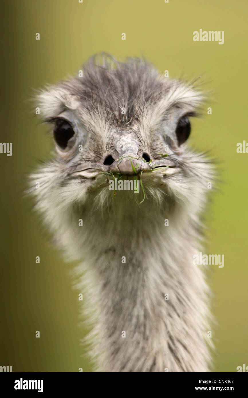 greater rhea (Rhea americana), with grass in the beak Stock Photo - Alamy