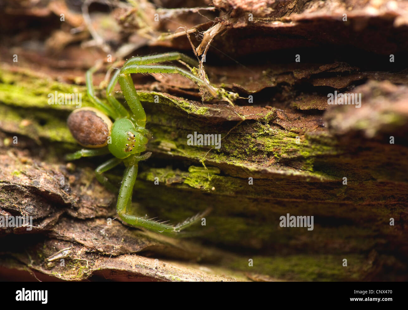 Diaea dorsata hi-res stock photography and images - Alamy