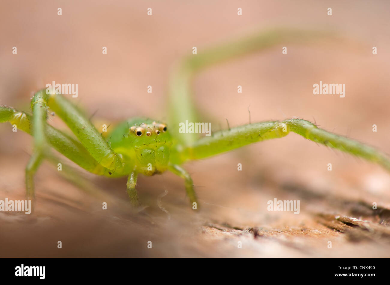 Diaea dorsata hi-res stock photography and images - Alamy
