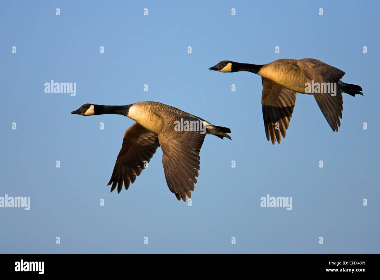 Couple flapping wings hi-res stock photography and images - Alamy