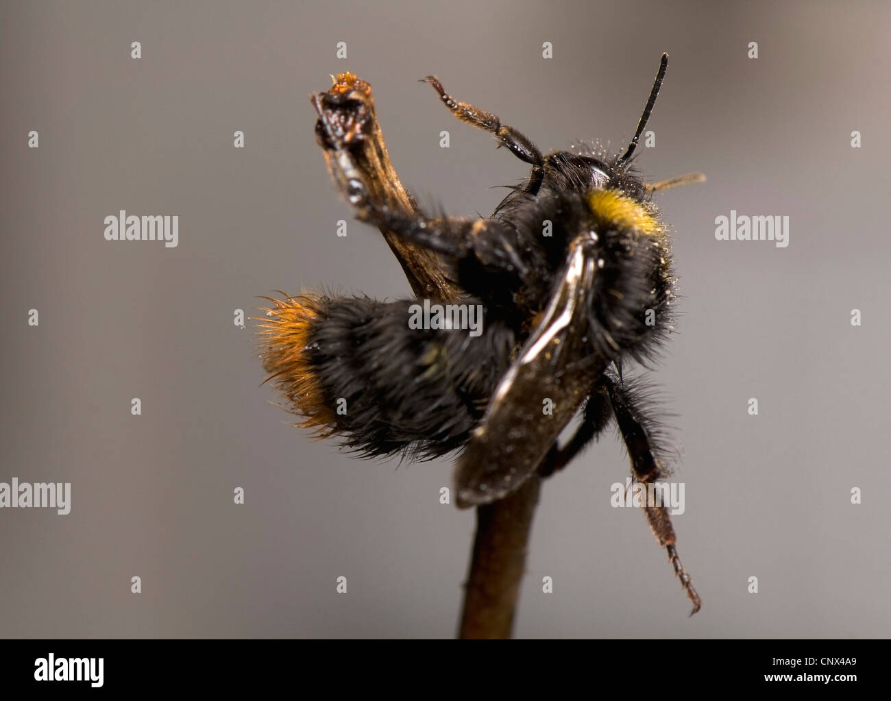 Bombus bumblebee hi-res stock photography and images - Alamy