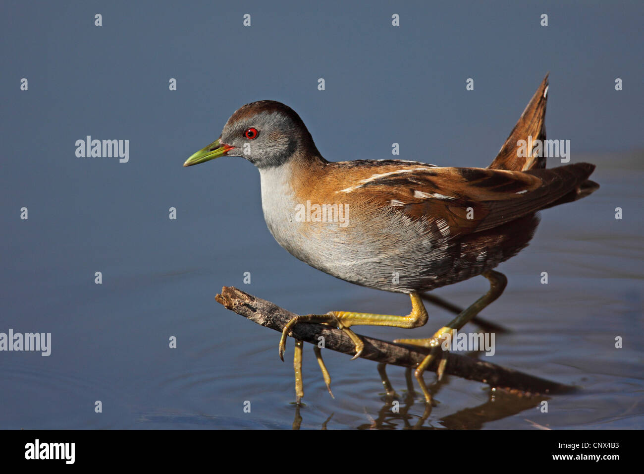 A little crake porzana parva hi-res stock photography and images - Alamy