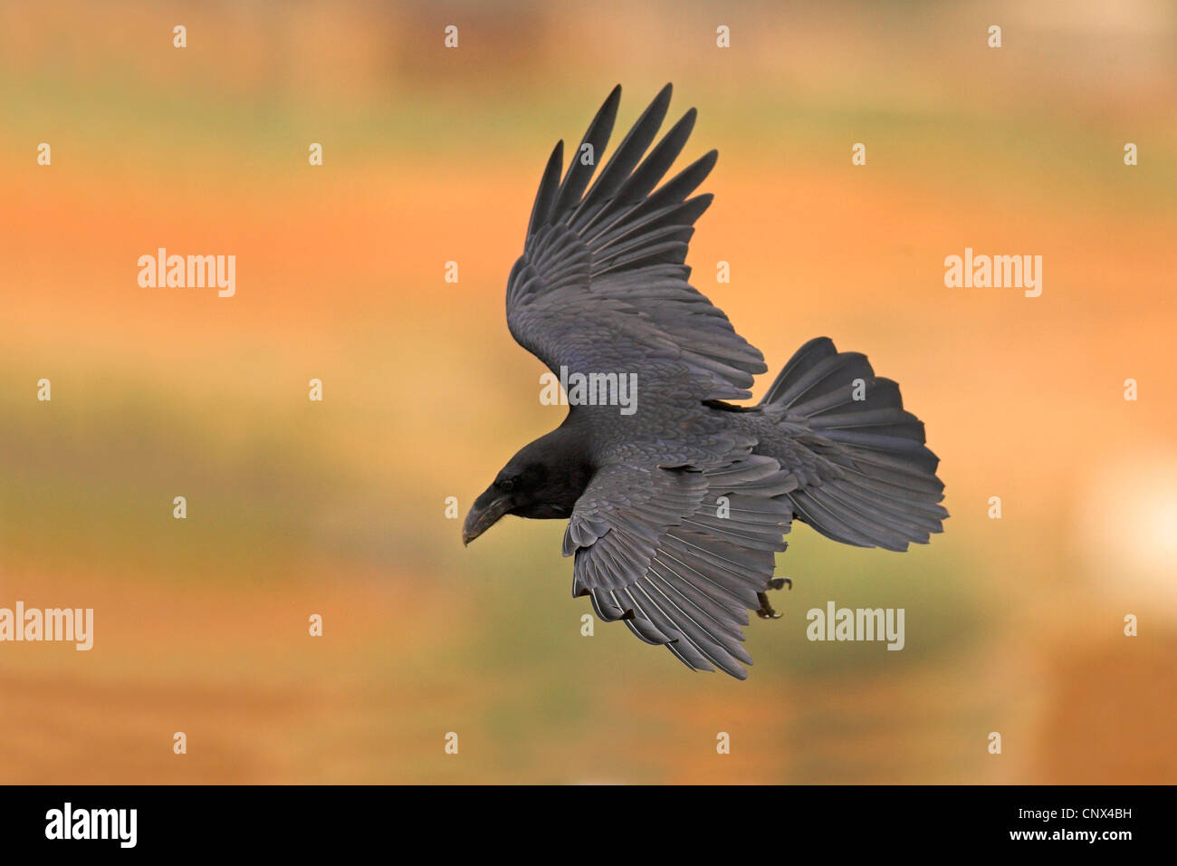 High angle view raven flying hi-res stock photography and images - Alamy
