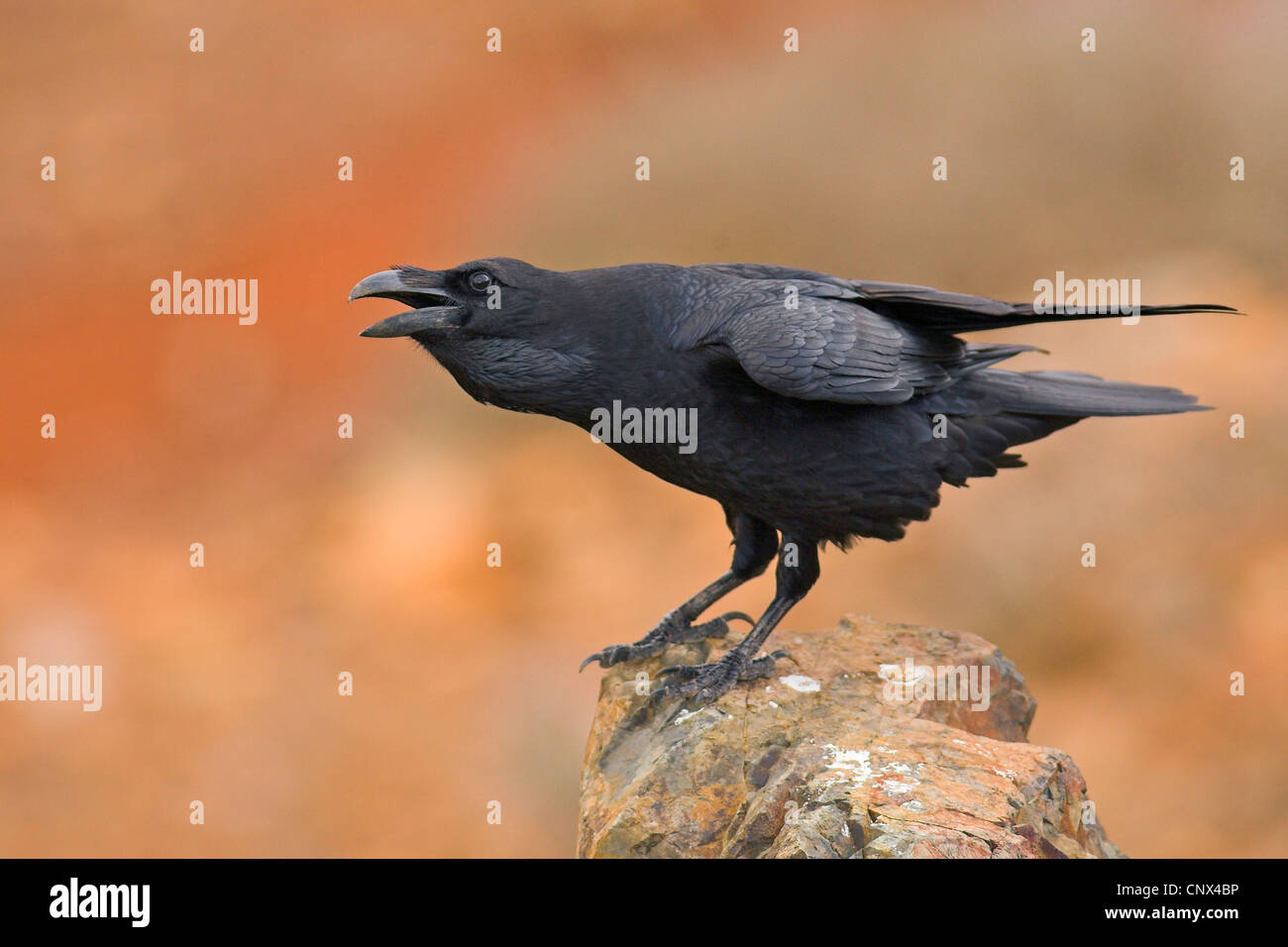 Raven rock hi-res stock photography and images - Alamy