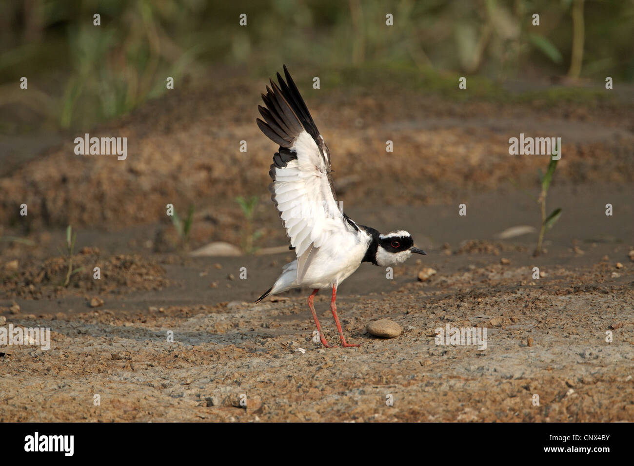 Pied lapwing hi-res stock photography and images - Alamy