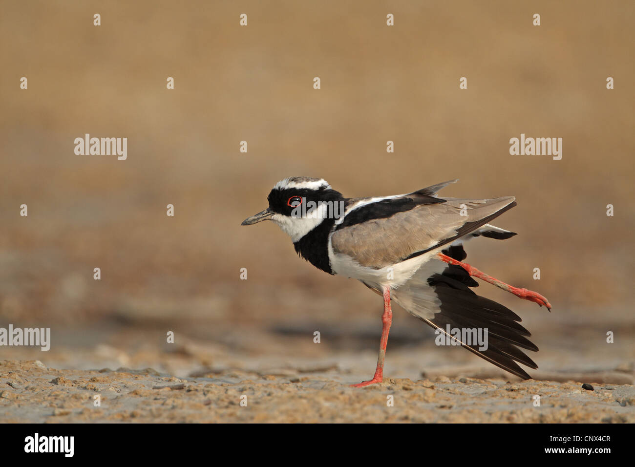 Pied Lapwing, Vanellus cayanus Stock Photo - Alamy