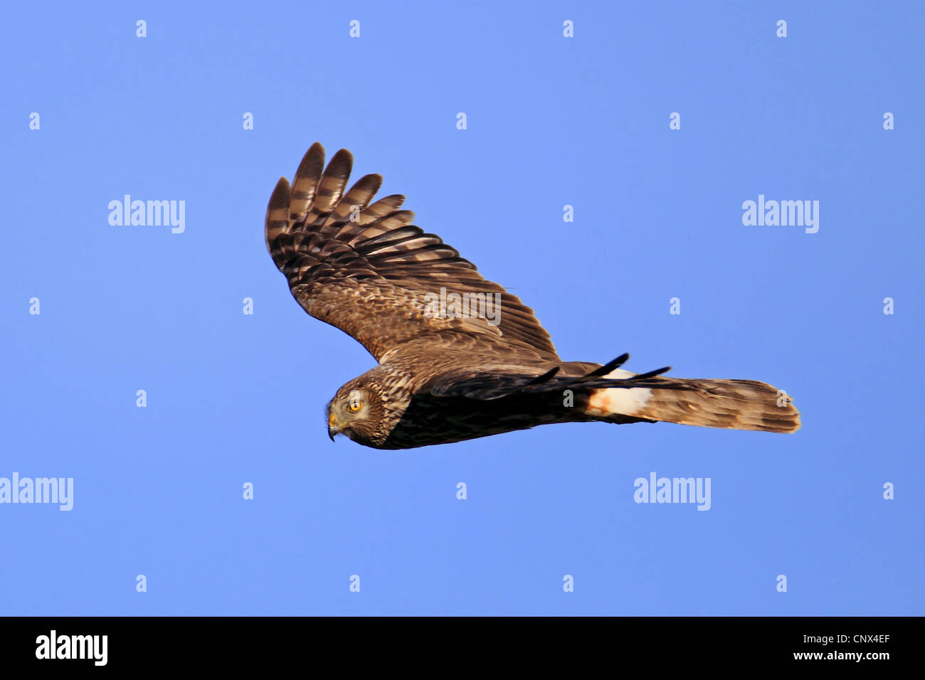 Flying Hen Harrier High Resolution Stock Photography and Images - Alamy