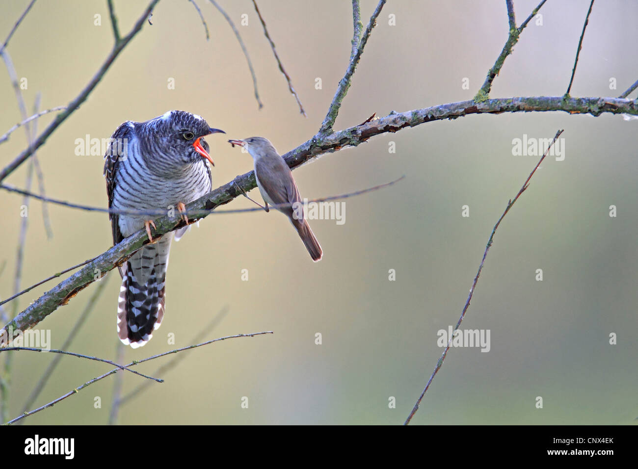 Eurasian cuckoo (Cuculus canorus), reed warbler feeds Eurasian cuckoo ...