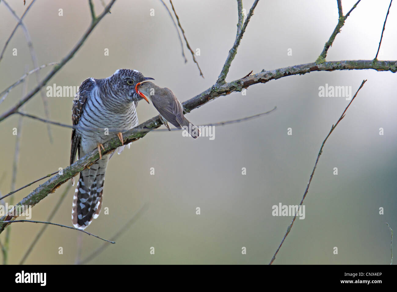 Eurasian Cuckoo Cuculus Canorus Fledgling High Resolution Stock ...