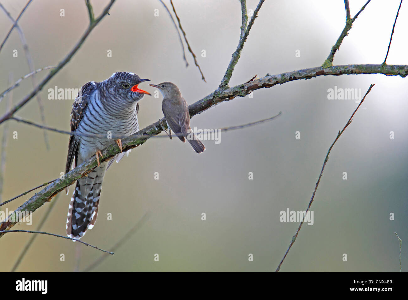 Eurasian cuckoo (Cuculus canorus), reed warbler feeds Eurasian cuckoo ...